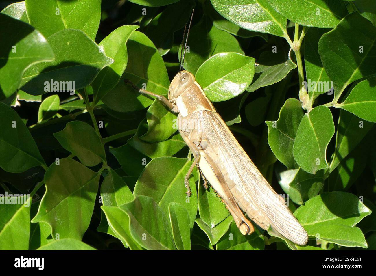 Giant Grasshopper (Valanga irregularis), Insecta, Sinnamon Park QLD ...