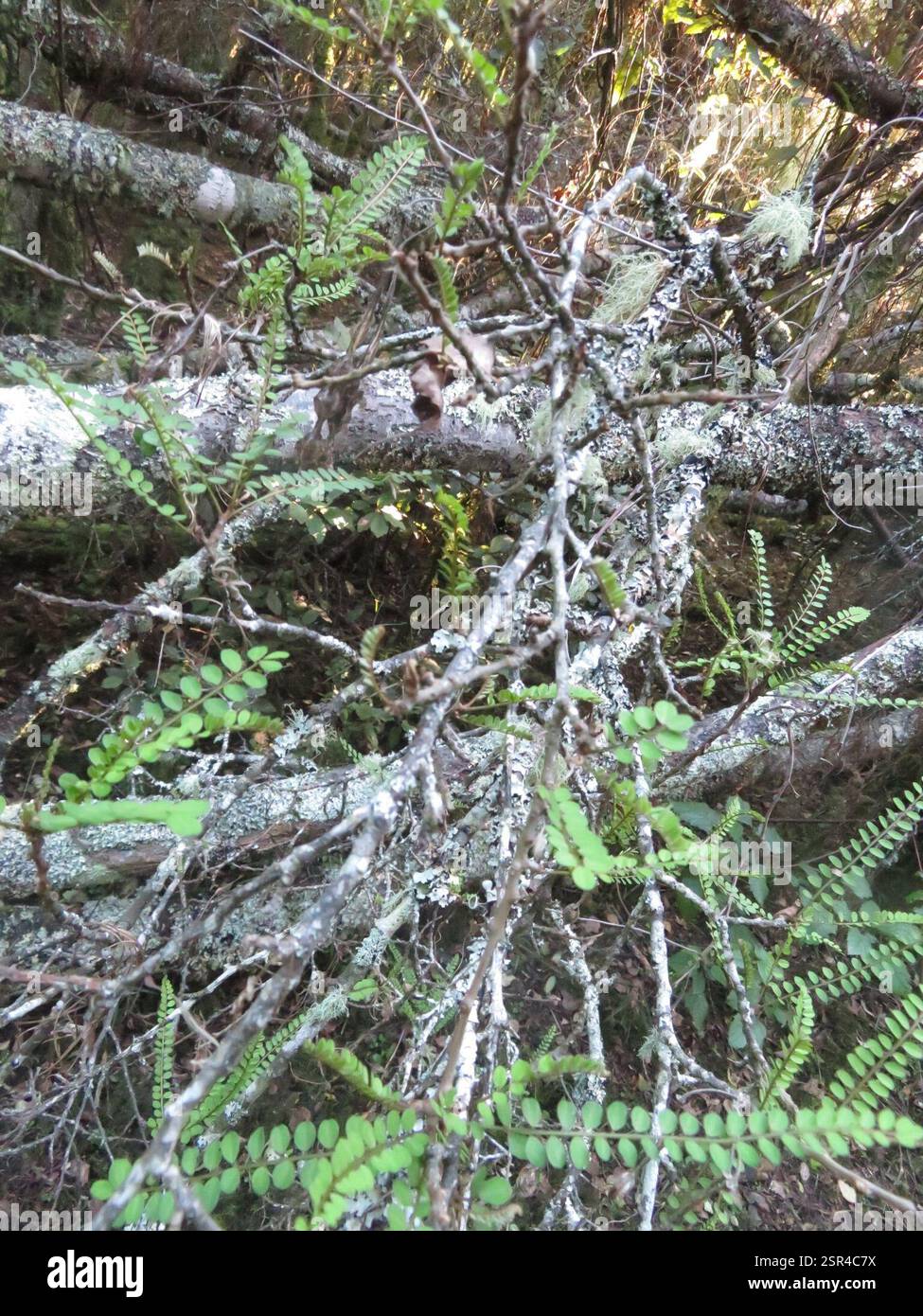 Small-leaved kowhai (Sophora microphylla), Plantae, The Back Valley Hut ...