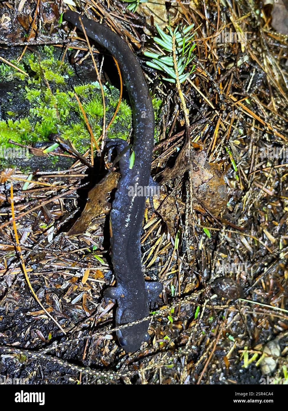 Jefferson Salamander (Ambystoma jeffersonianum), Amphibia, Vermont, US ...