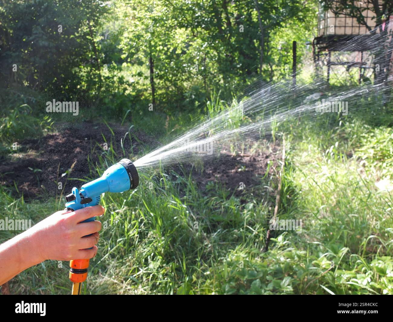 Gardner water plants at backyard in raised beds in a hot summer day ...