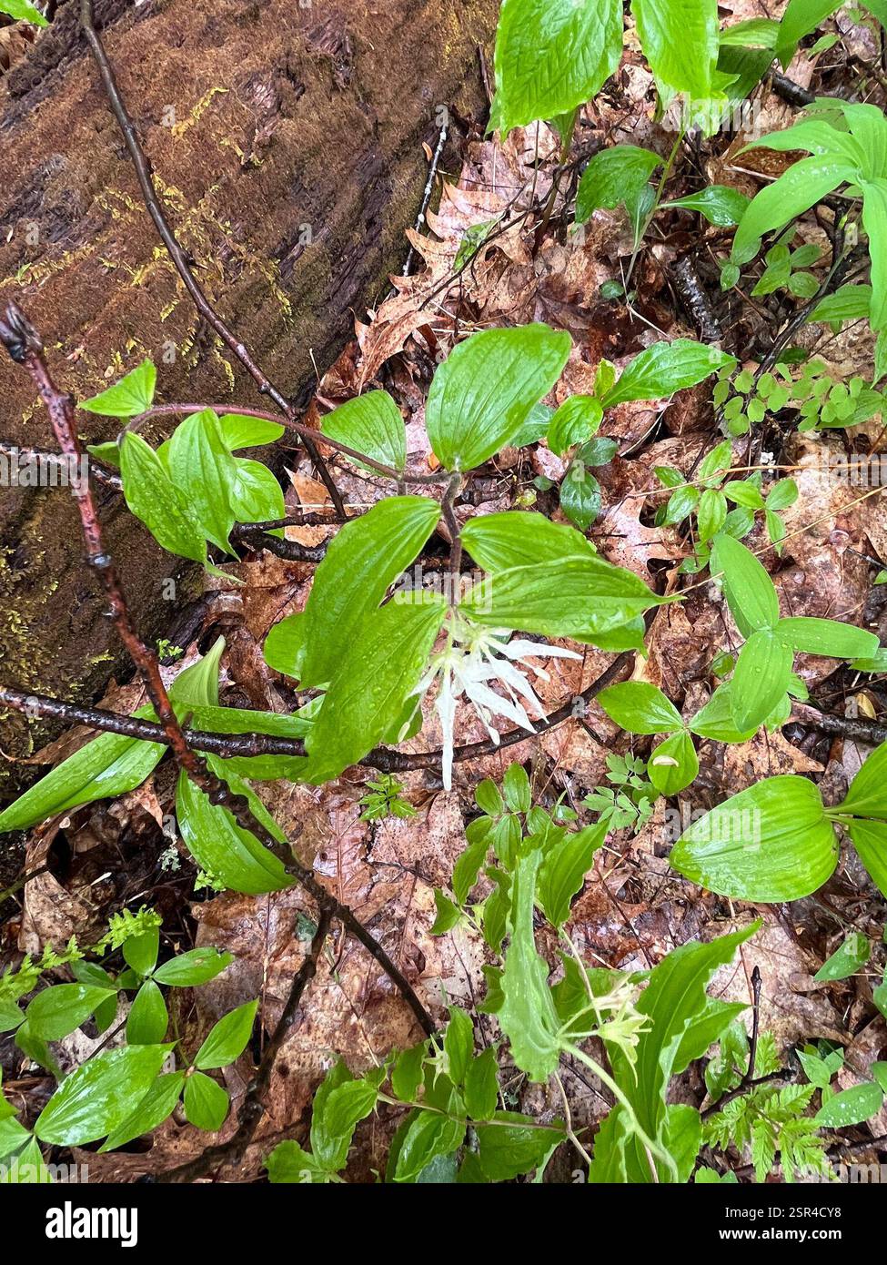 spotted mandarin (Prosartes maculata), Plantae, Macon County, NC, USA ...