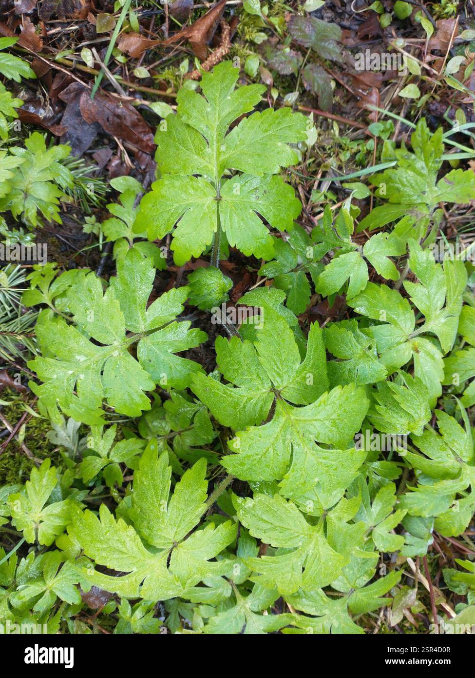 Pacific Waterleaf (Hydrophyllum tenuipes), Plantae, Forest Park ...