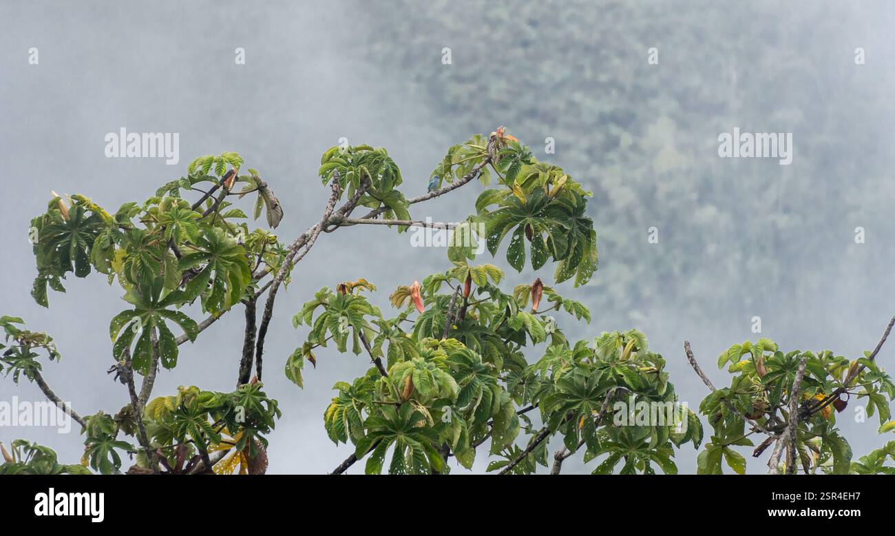 Guarumbo tree canopy, Cecropia obtusifolia, from the Peruvian Amazon ...