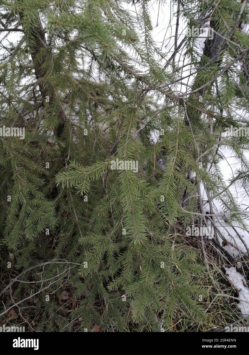 Siberian spruce (Picea obovata), Plantae, Иркутская обл., Россия ...