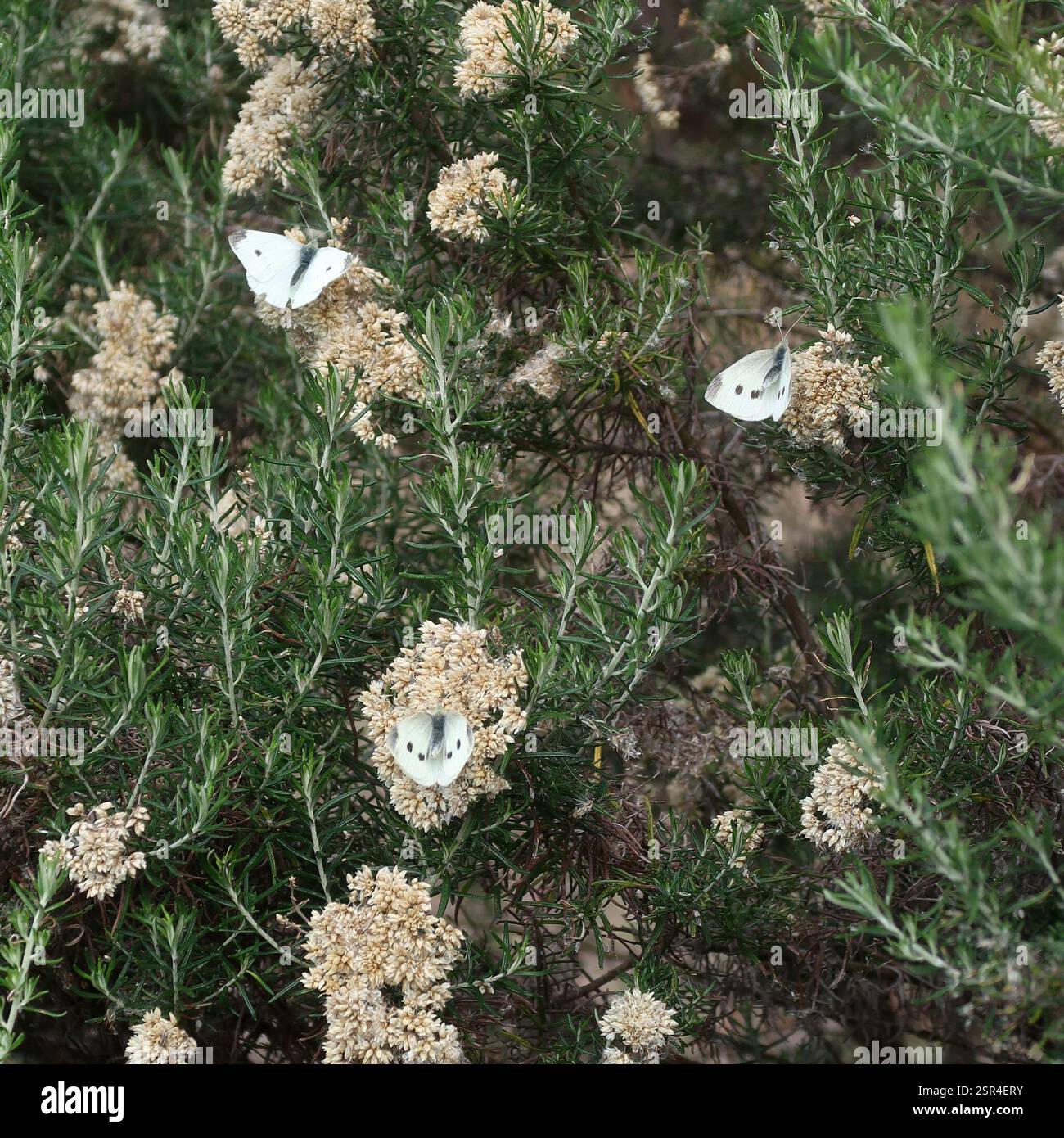 Small White (Pieris rapae), Insecta, Lake Sorell, Interlaken, Tasmania ...
