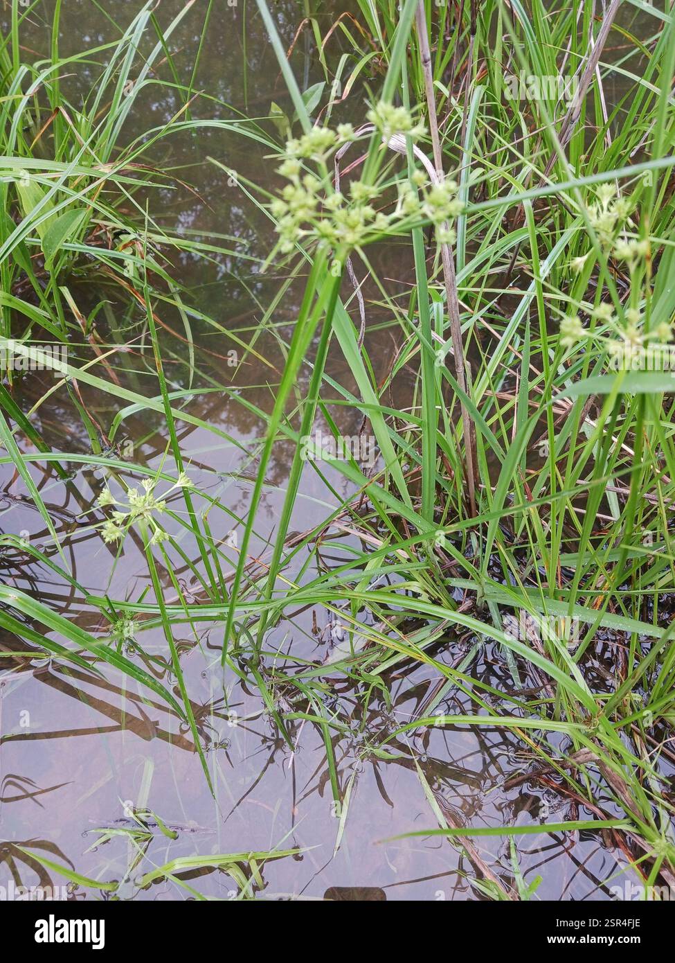 Green Flatsedge (Cyperus virens), Plantae, Trinity Stock Photo - Alamy