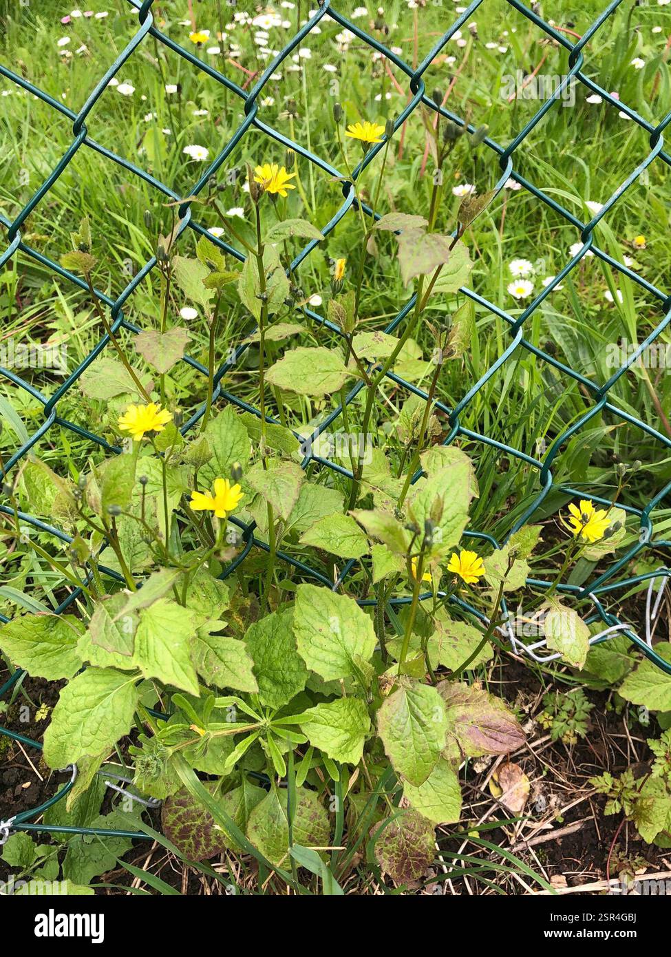 nipplewort (Lapsana communis), Plantae, University Hospital of Wales ...