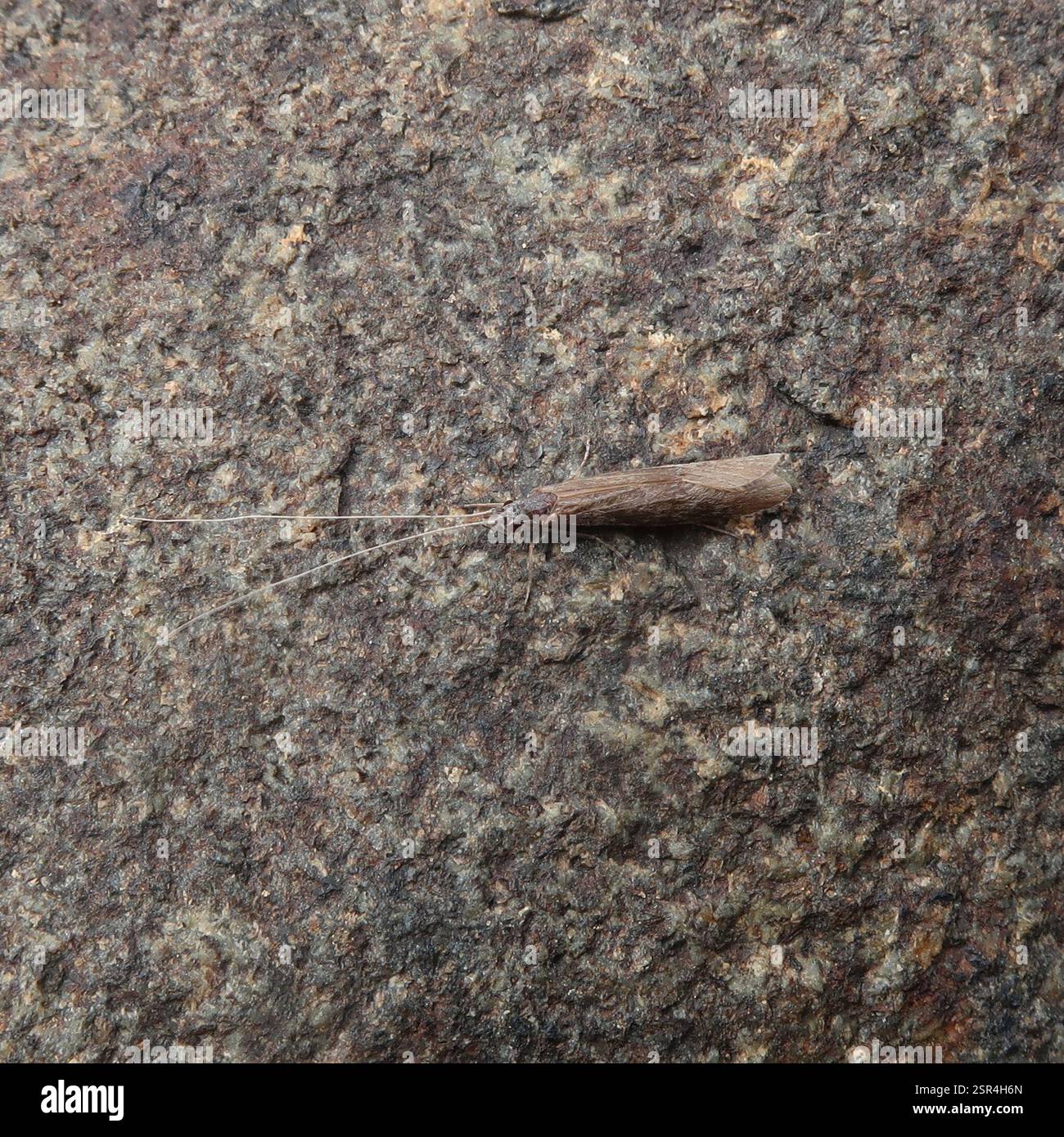 (Triplectidinae), Insecta, Lake Sorell, Interlaken, Tasmania, Australia ...