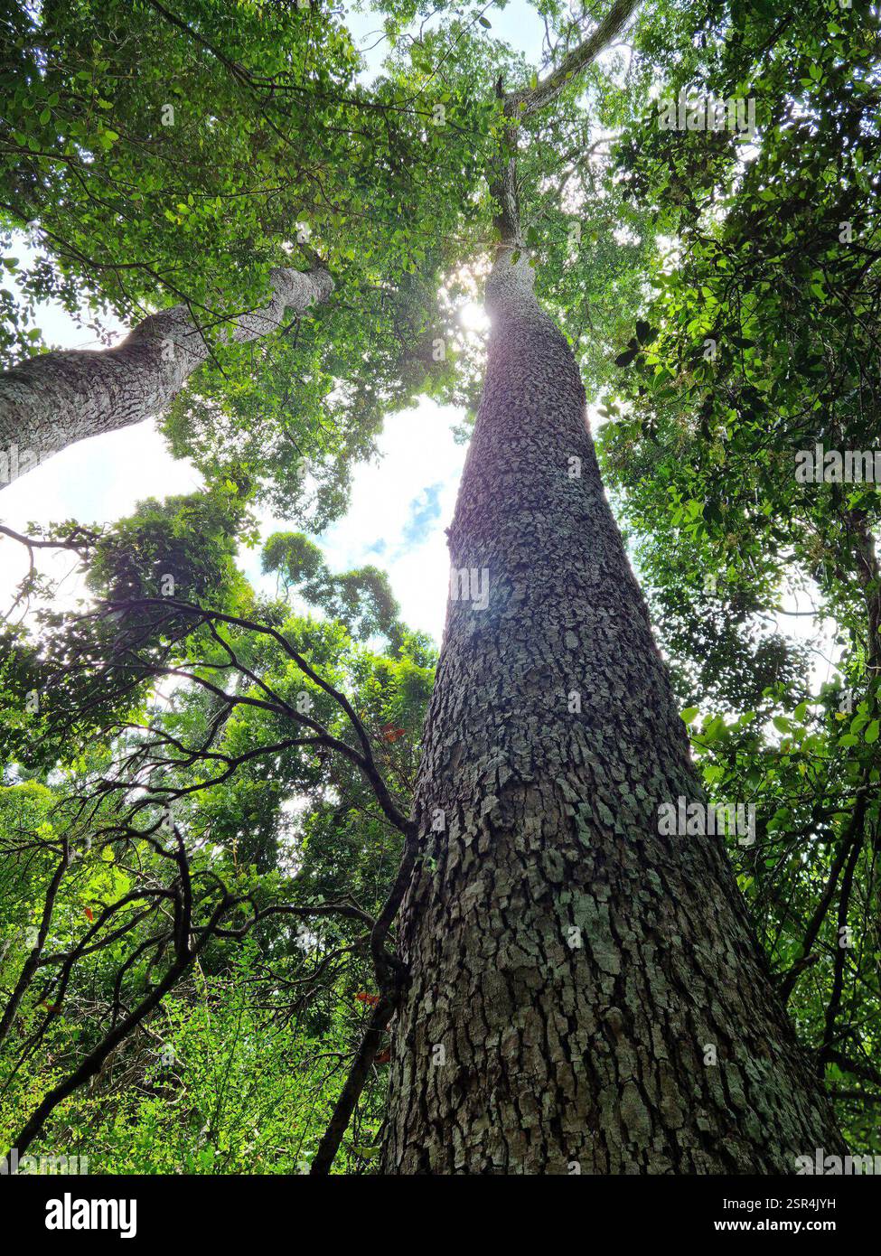 yellow-wood (Flindersia xanthoxyla), Plantae, New South Wales, AU ...