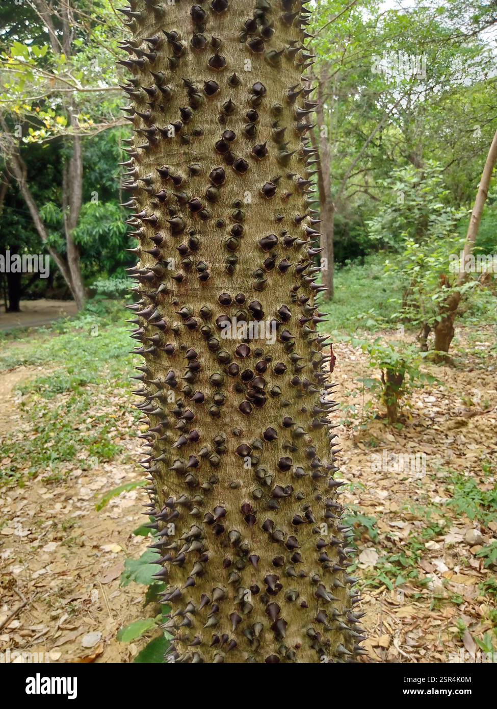 Sandbox Tree (Hura crepitans), Plantae, 362V+3PJ, Guanare 3350 ...