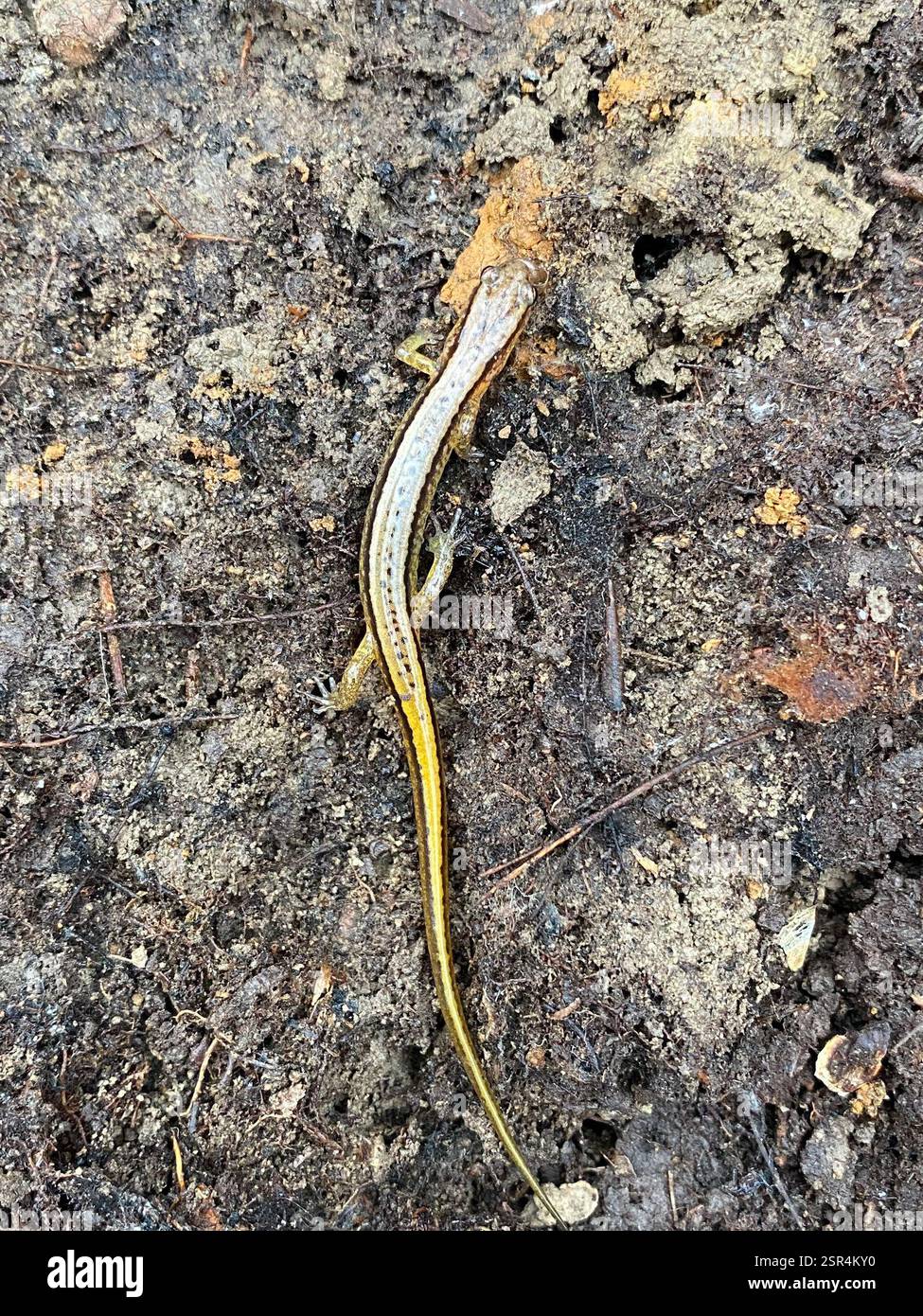 Southern Two-lined Salamander (Eurycea cirrigera), Amphibia, Shawnee ...