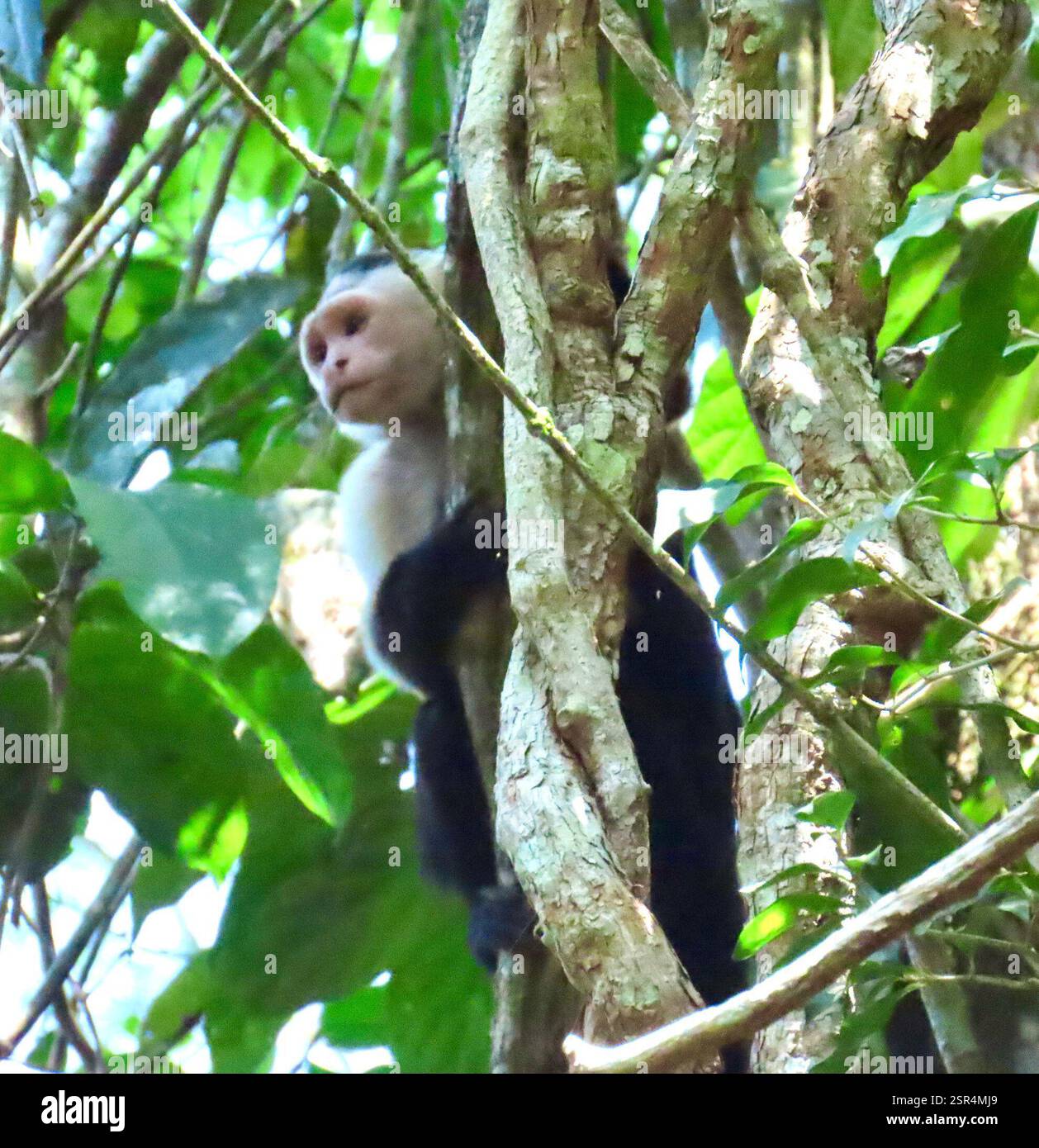 Central American White-faced Capuchin (Cebus imitator), Mammalia ...