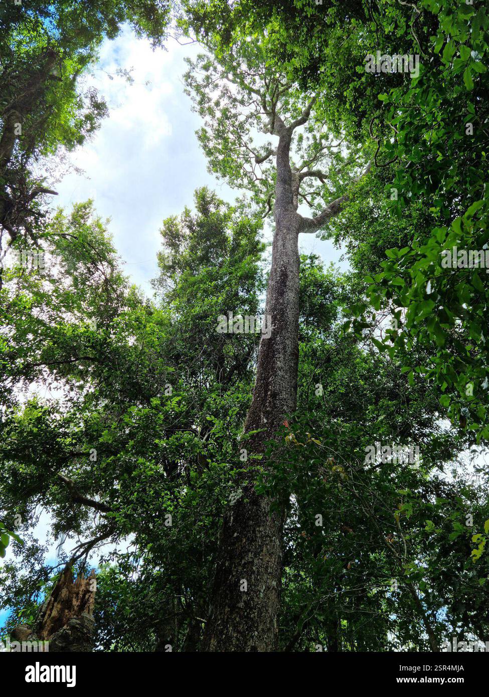 yellow-wood (Flindersia xanthoxyla), Plantae, New South Wales, AU ...