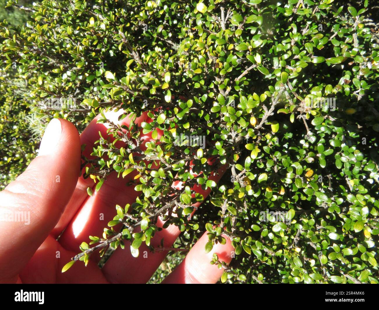 flowering plants (Angiospermae), Plantae, Fern Burn Hut Stock Photo - Alamy