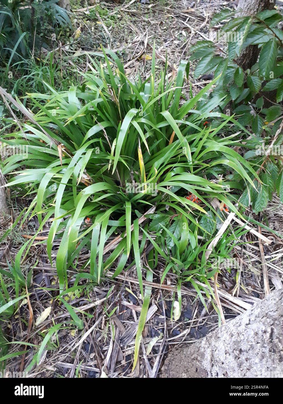 Stinking iris (Iris foetidissima), Plantae, Fairfield, Lower Hutt 5011 ...