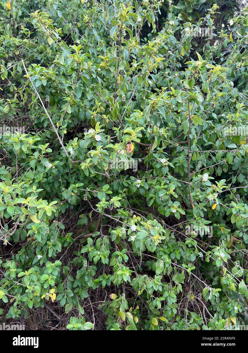 Button Sage (Lantana involucrata), Plantae, Elbow Cay, Hope town, BS ...