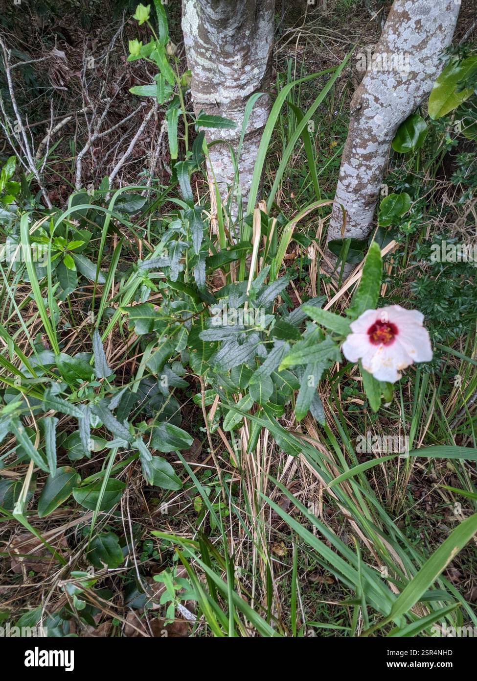 Spearleaf Swampmallow (Pavonia hastata), Plantae, Wyong - North-East ...