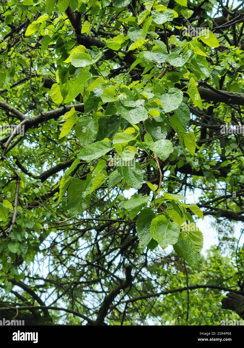 white mulberry (Morus alba), Plantae, Arlington Heights Historic ...