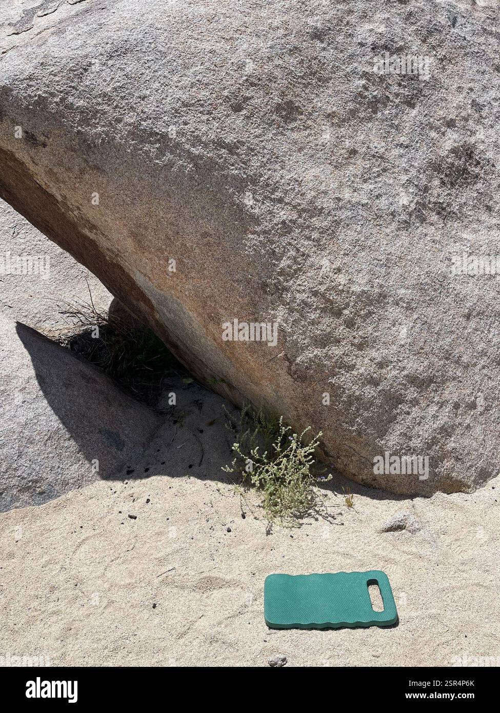 bearded cryptantha (Cryptantha barbigera), Plantae, San Diego County ...