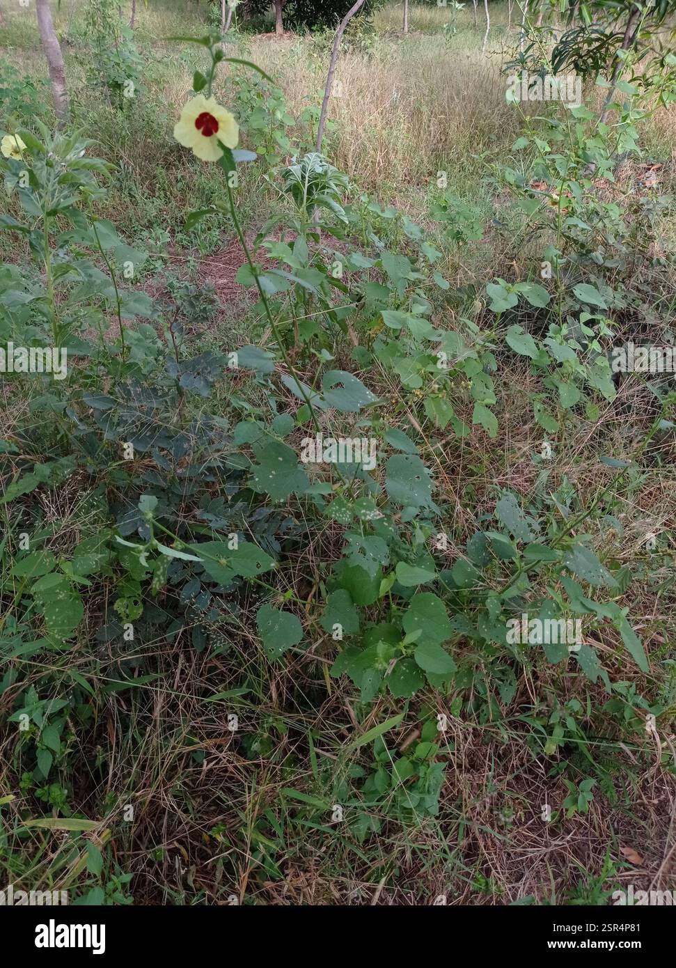 hibiscuses (Hibiscus), Plantae, Chuo cha Ualimu Vikonje, Tanzania Stock ...