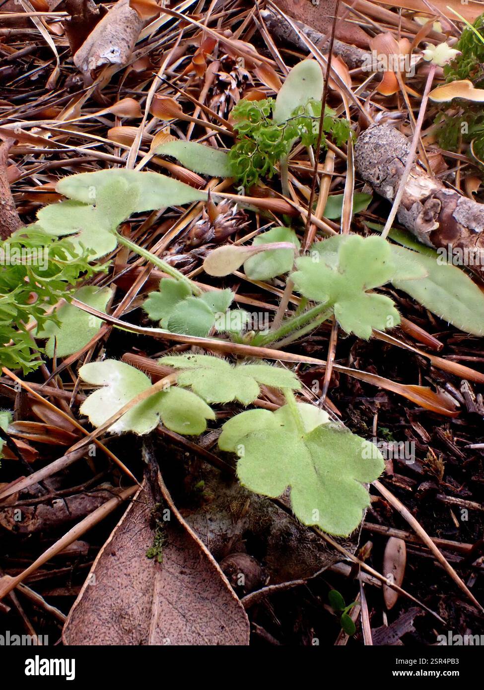 Maruru (Ranunculus reflexus), Plantae, Chatham Islands, Rekohu (Chatham ...