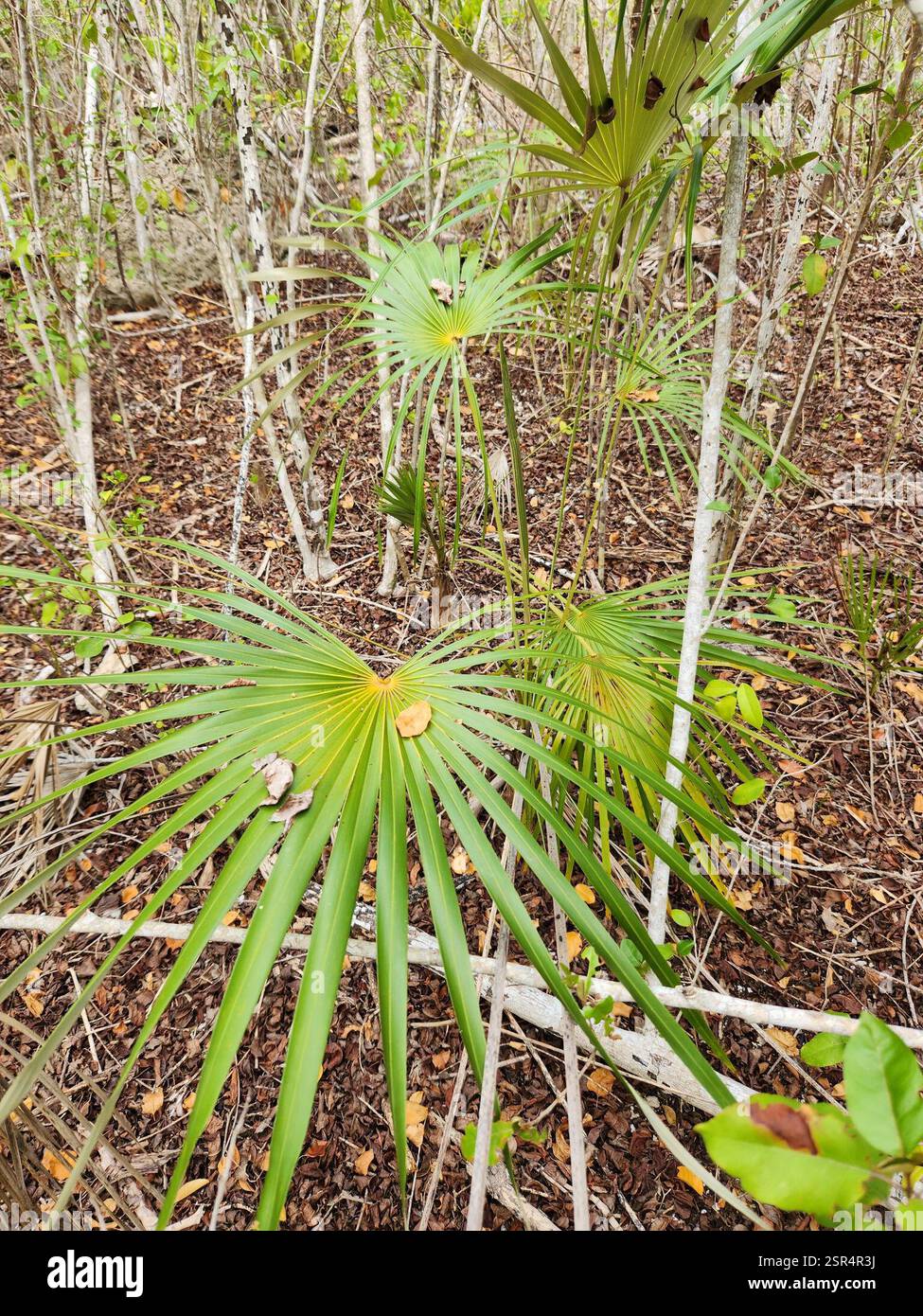 Cayman silver thatch palm (Coccothrinax proctorii), Plantae, 19. ...