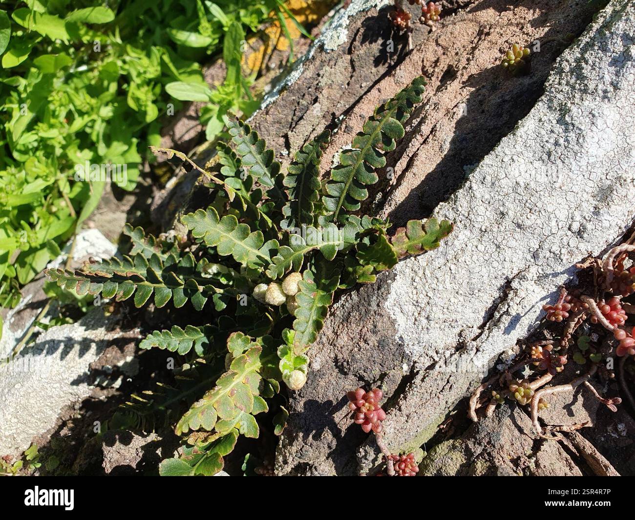 Rustyback (Asplenium ceterach), Plantae, St Peter's Church, Frampton ...