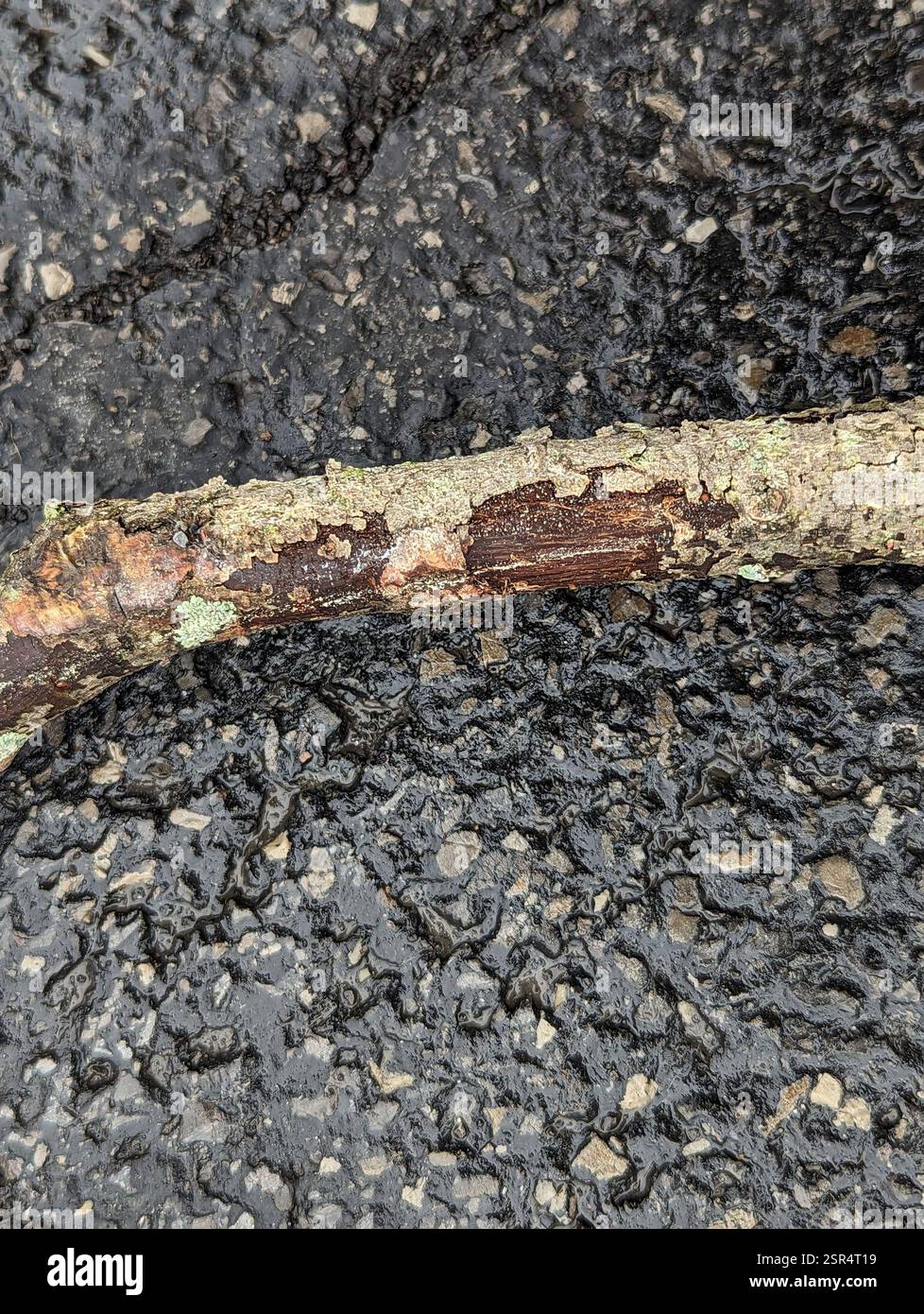 white tubelet (Henningsomyces candidus), Fungi, Ithaca, NY, USA Stock ...