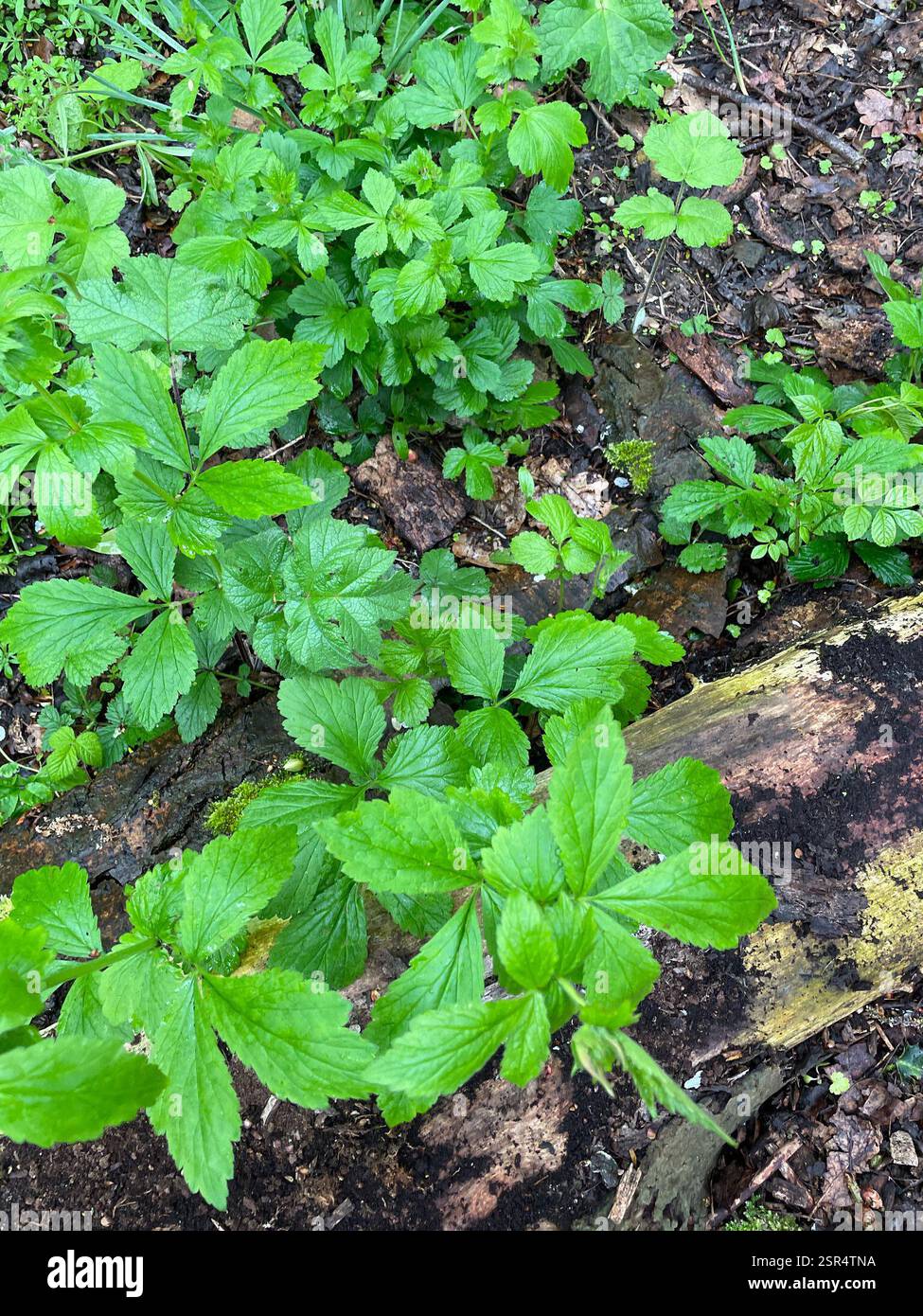 Wood Avens (Geum urbanum), Plantae, Countess of Chester Country Park ...
