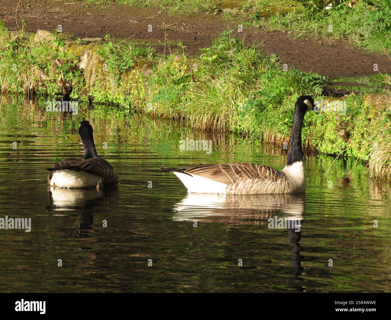 Canada Goose (Branta canadensis), Aves, Hind Wheel Dam, City Nature ...
