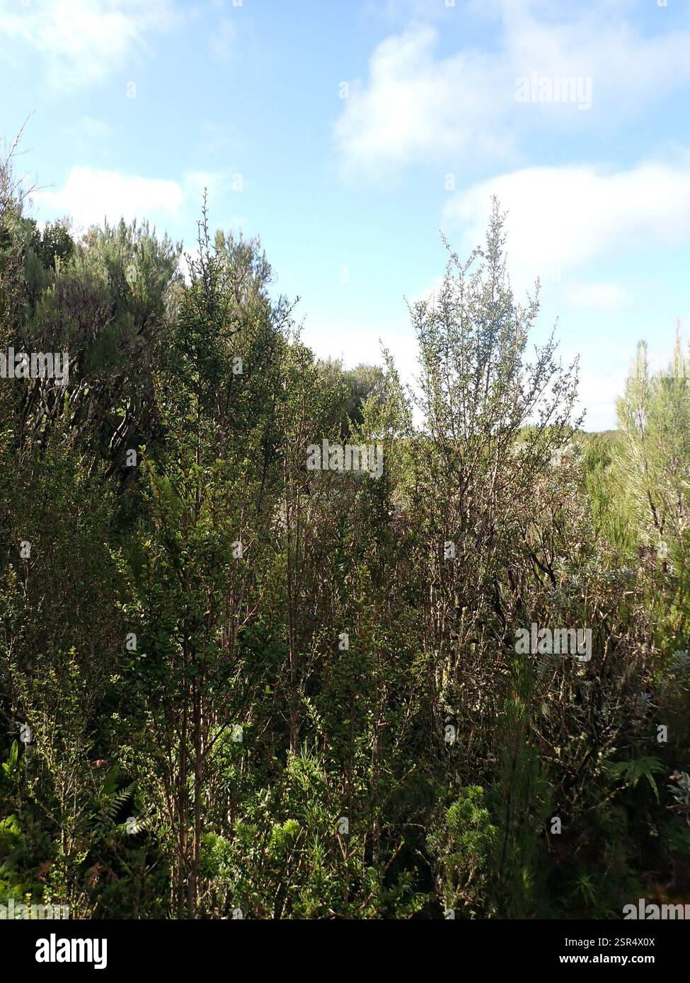 Swamp Mapou (Myrsine coxii), Plantae, Waitangi, NZ-CI, NZ, Common along ...