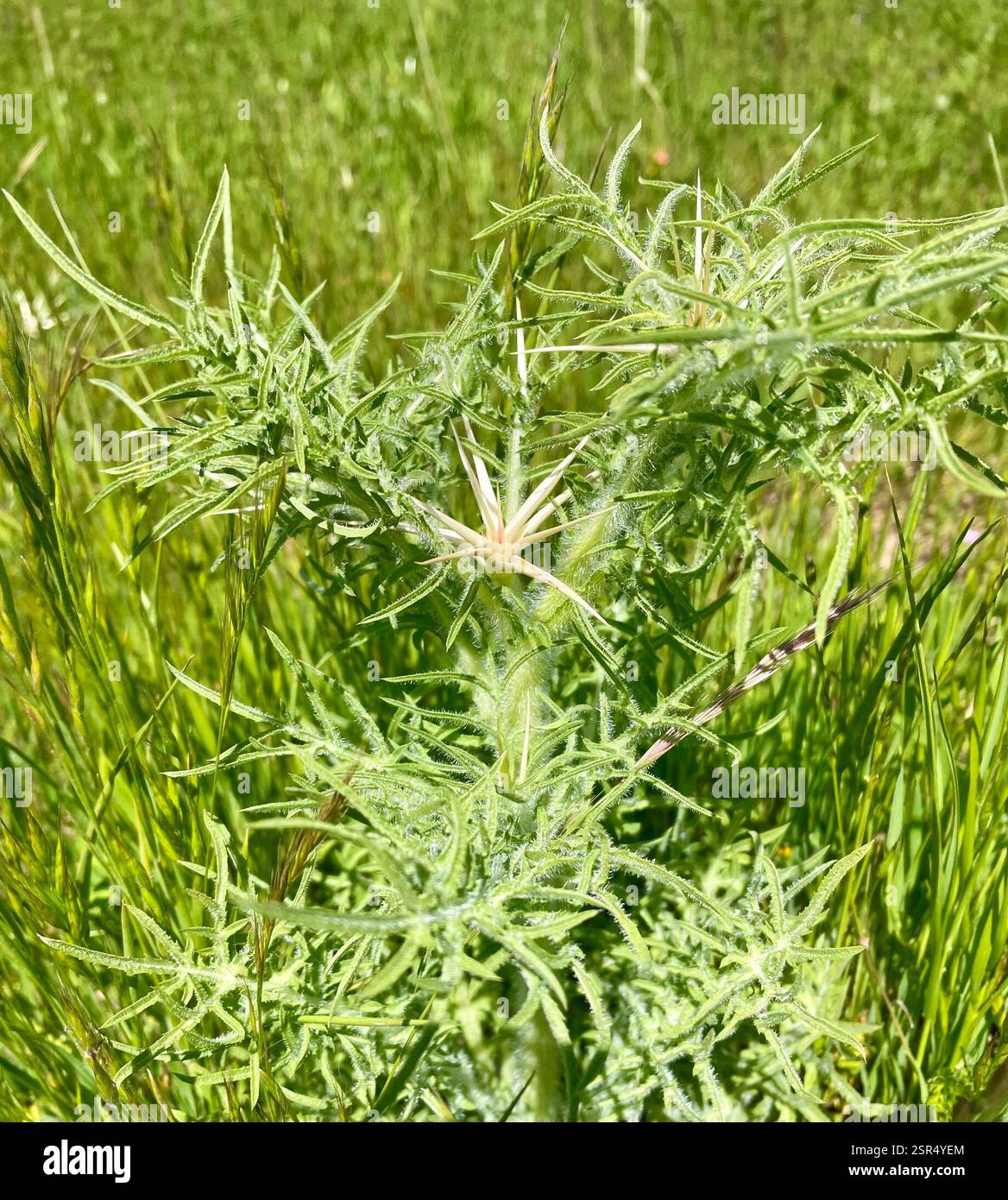 purple star-thistle (Centaurea calcitrapa), Plantae, Old Stage Rd, San ...