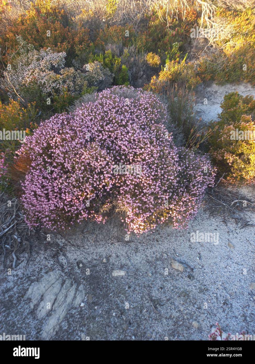 Horsetail Heath (Erica equisetifolia), Plantae, Betty's Bay, 7141 ...