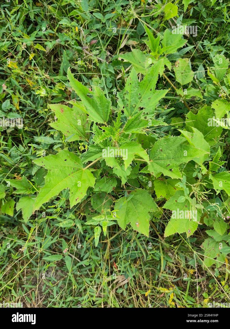 plants (Plantae), Plantae, Blauwgrond, Paramaribo, Suriname Stock Photo ...