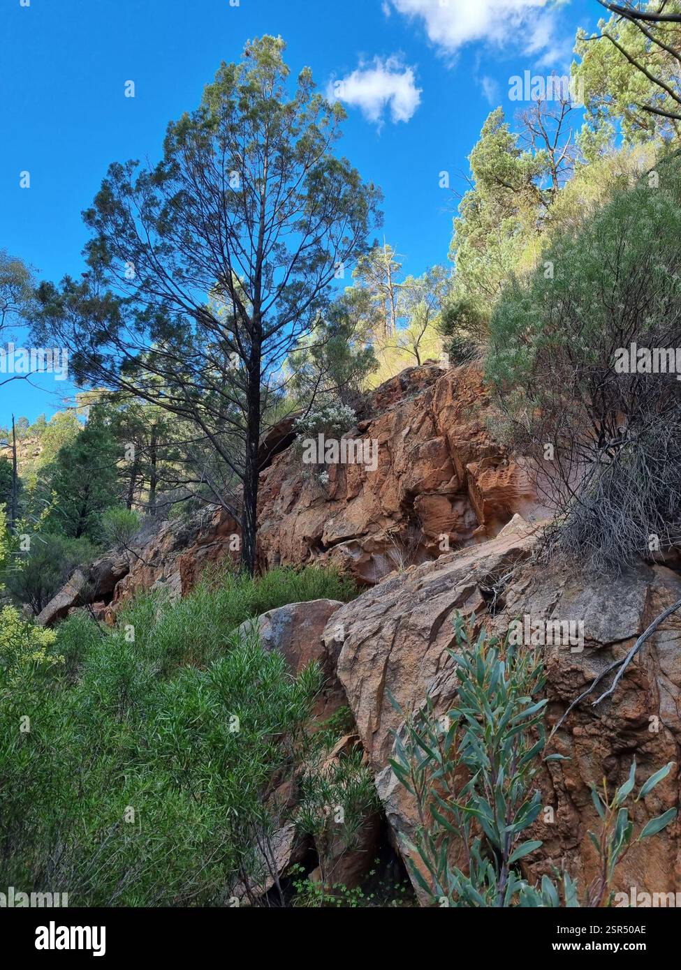 White Cypress-pine (Callitris glaucophylla), Plantae, Telowie SA 5540 ...