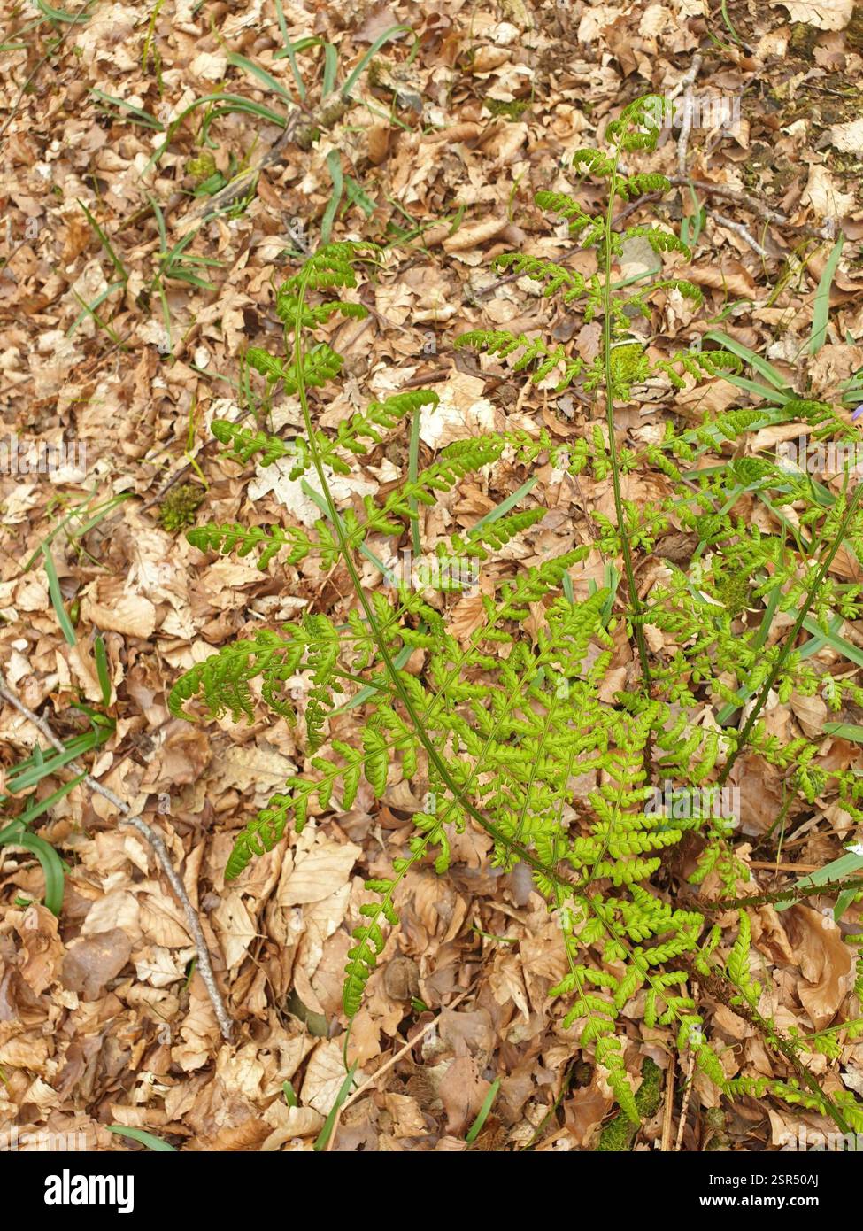 broad buckler-fern (Dryopteris dilatata), Plantae, Balfern, Newton ...