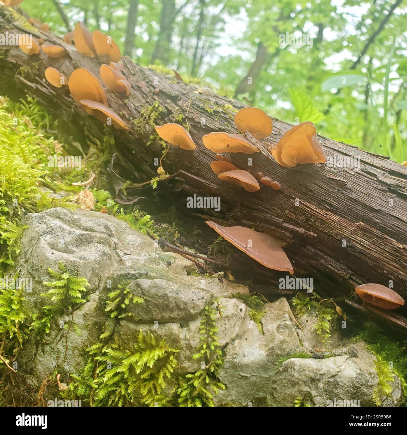 Jelly Tree Ear (Auricularia americana), Fungi, Lexington, KY 40515, USA ...