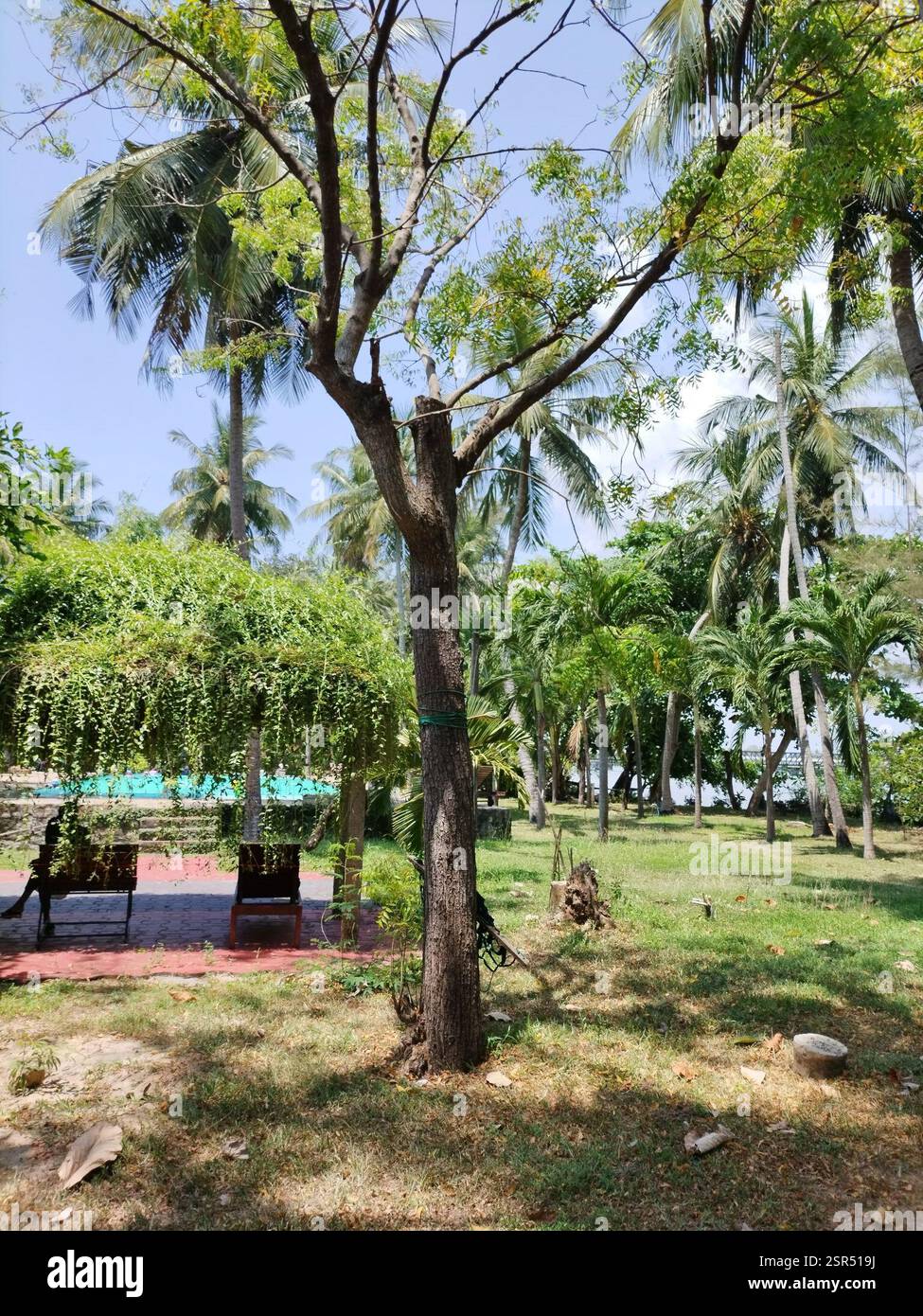 Neem (Azadirachta indica), Plantae, Eravur Town, LK-BC, LK Stock Photo - Alamy