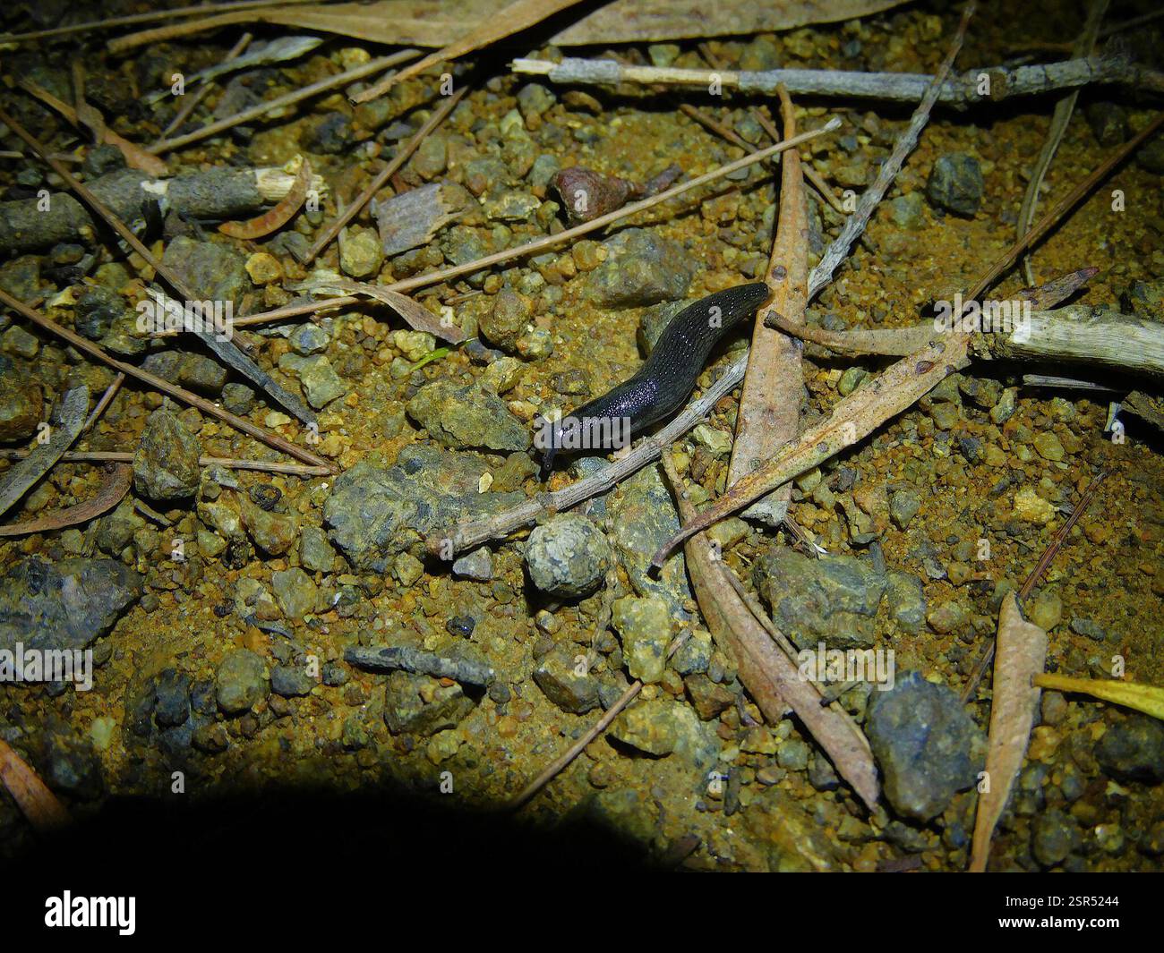 Garden Arion (Arion hortensis), Mollusca, Hobart TAS, Australia, This ...