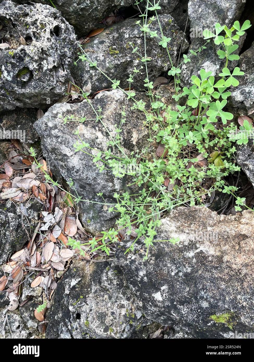 Texas bedstraw (Galium texense), Plantae, Temple, TX, US Stock Photo ...