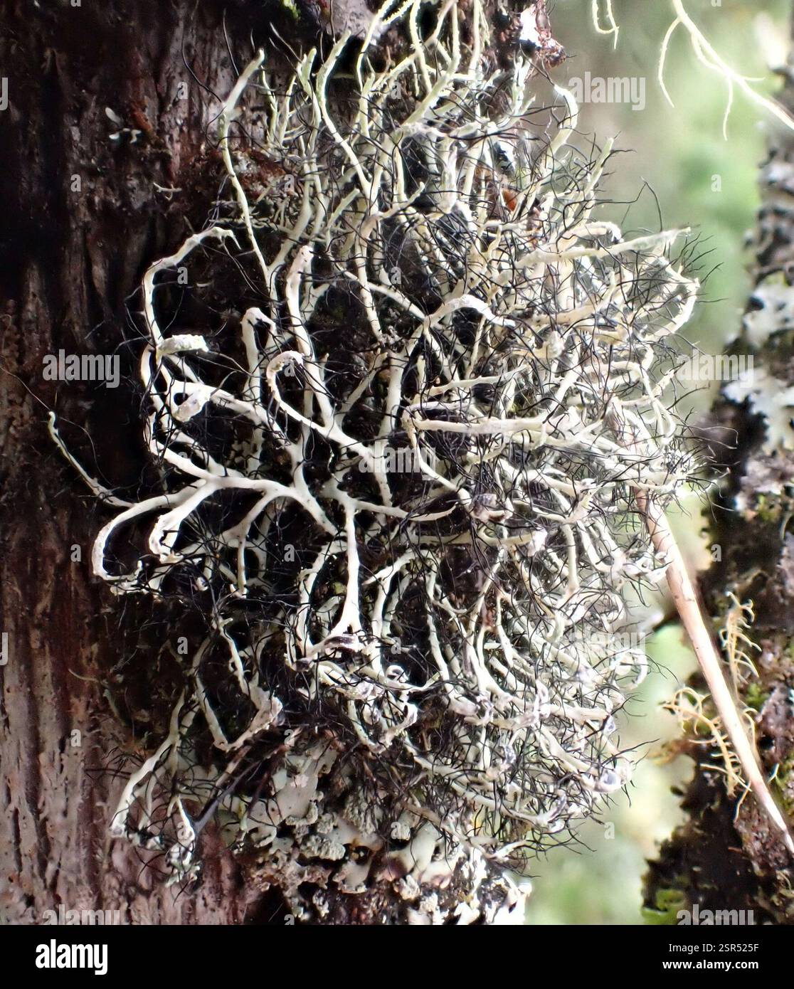Elegant Fringe Lichen (Heterodermia leucomelos), Fungi, Chatham Islands ...
