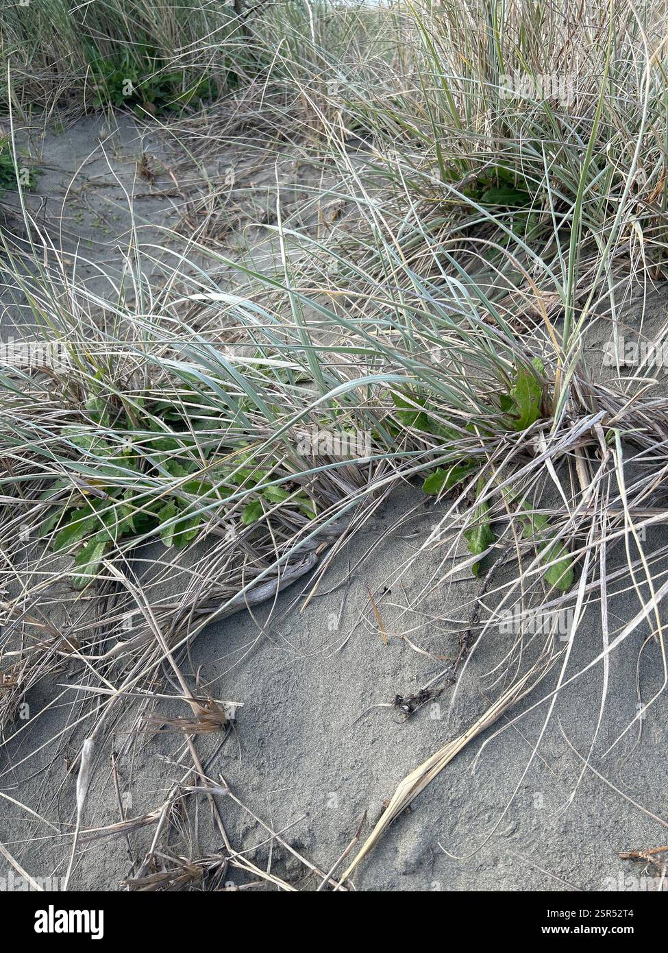 Beach Spinifex (Spinifex sericeus), Plantae, Te Waipounamu/South Island ...