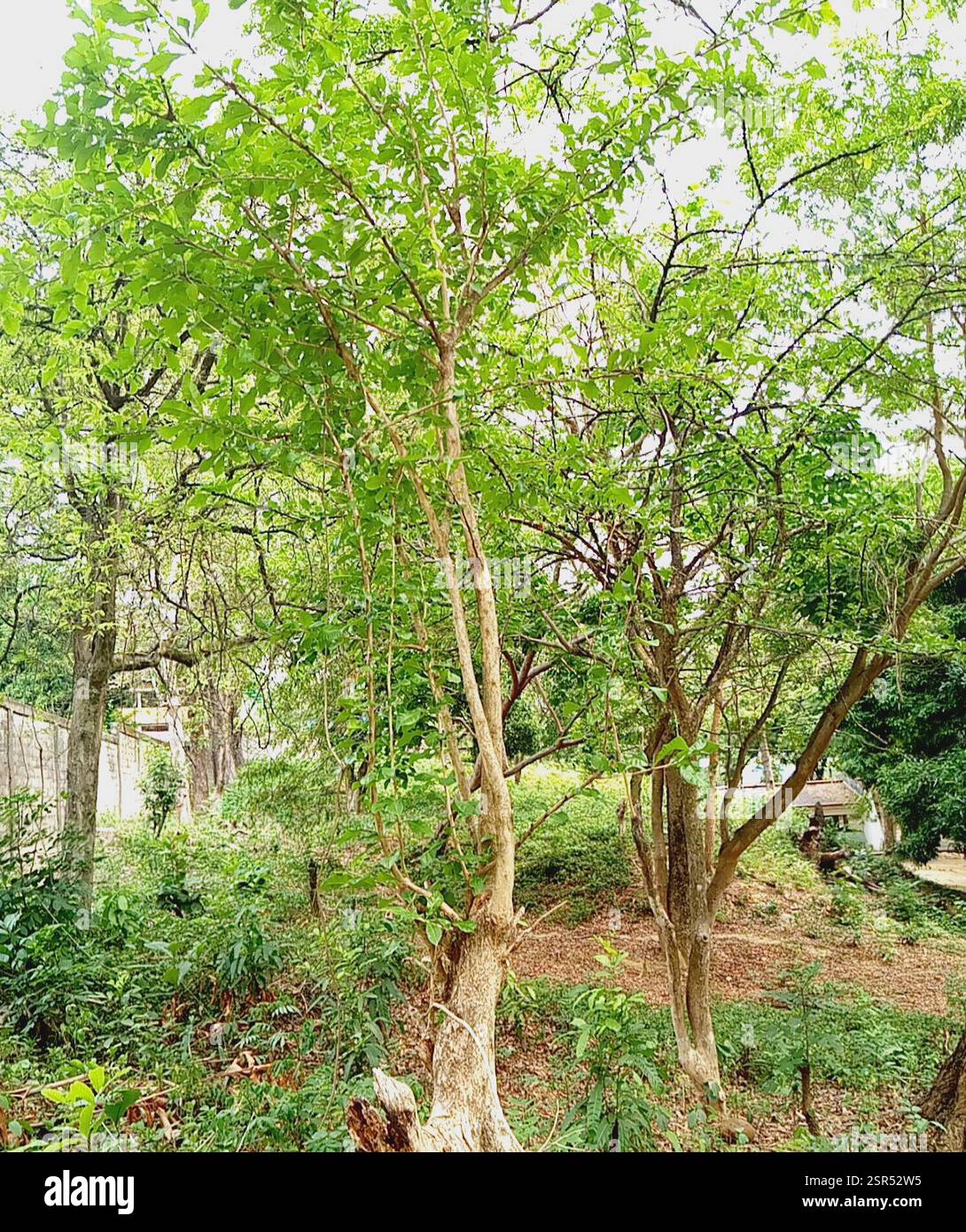 Calabash Tree (Crescentia cujete), Plantae, 362V+3PJ, Guanare 3350 ...