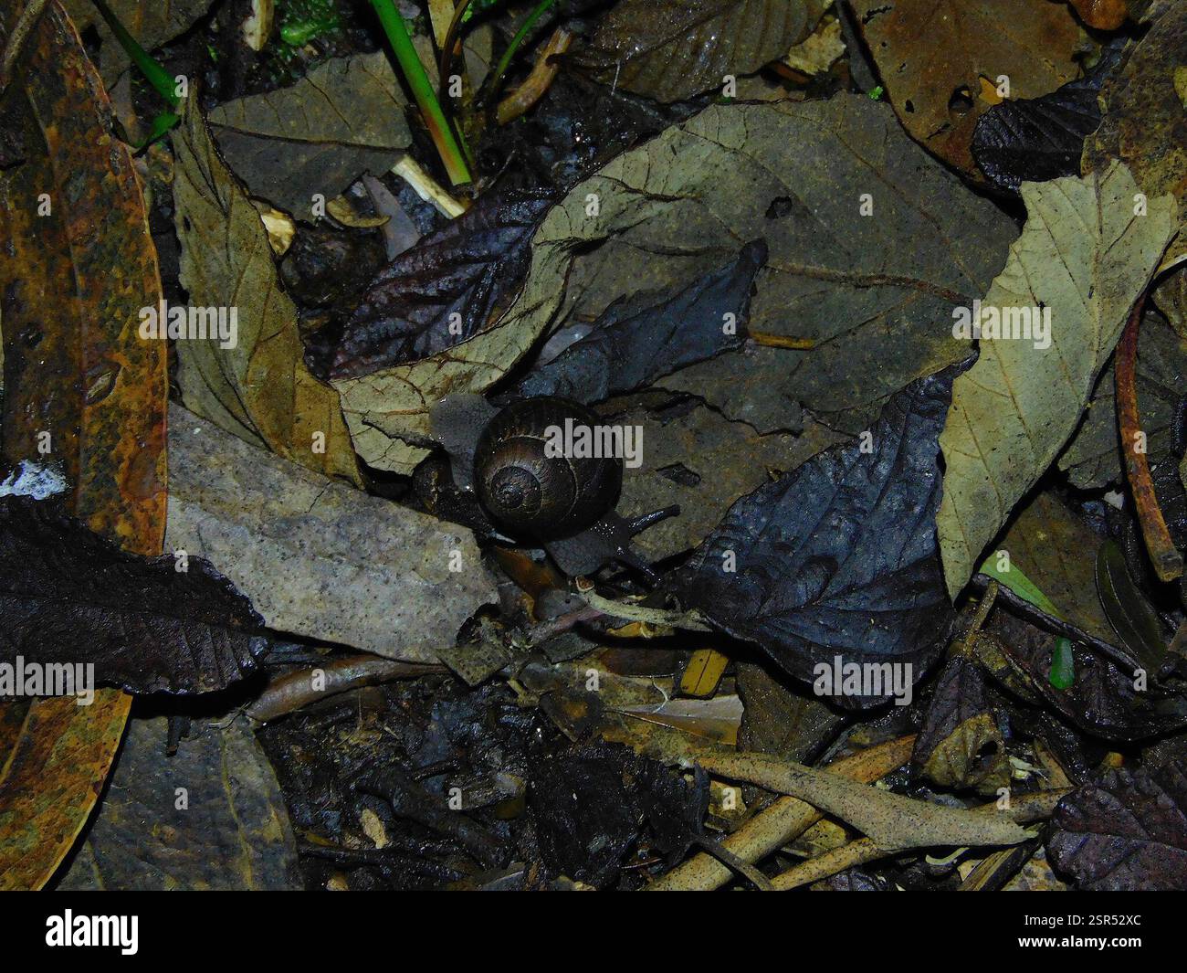 (Caryodes dufresnii), Mollusca, Truganini Track, Taroona TAS 7053 ...