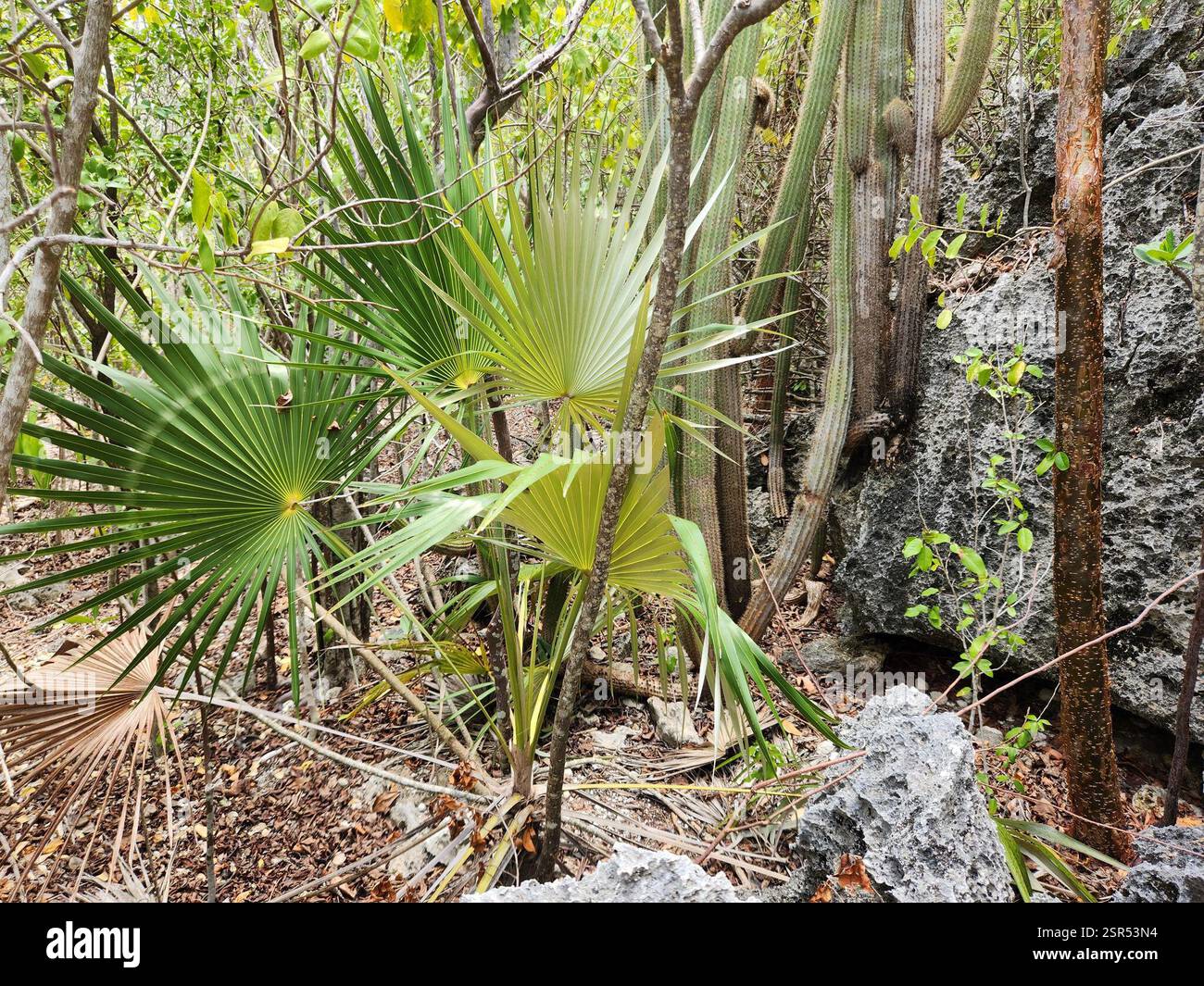 Cayman silver thatch palm (Coccothrinax proctorii), Plantae, 19. ...