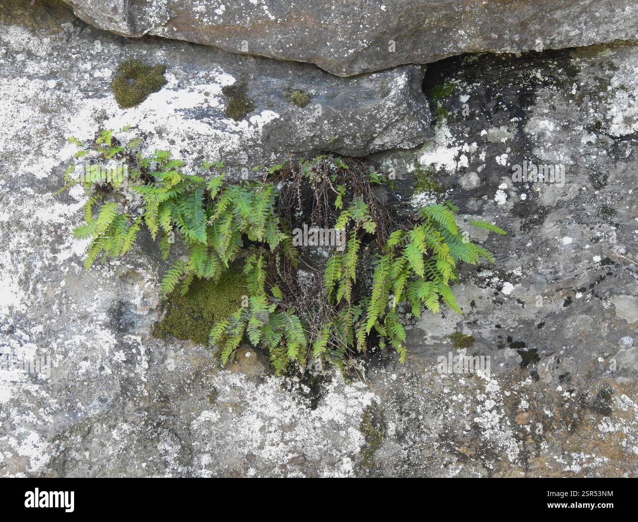 rock polypody (Polypodium virginianum), Plantae, Kent, CT, USA Stock ...