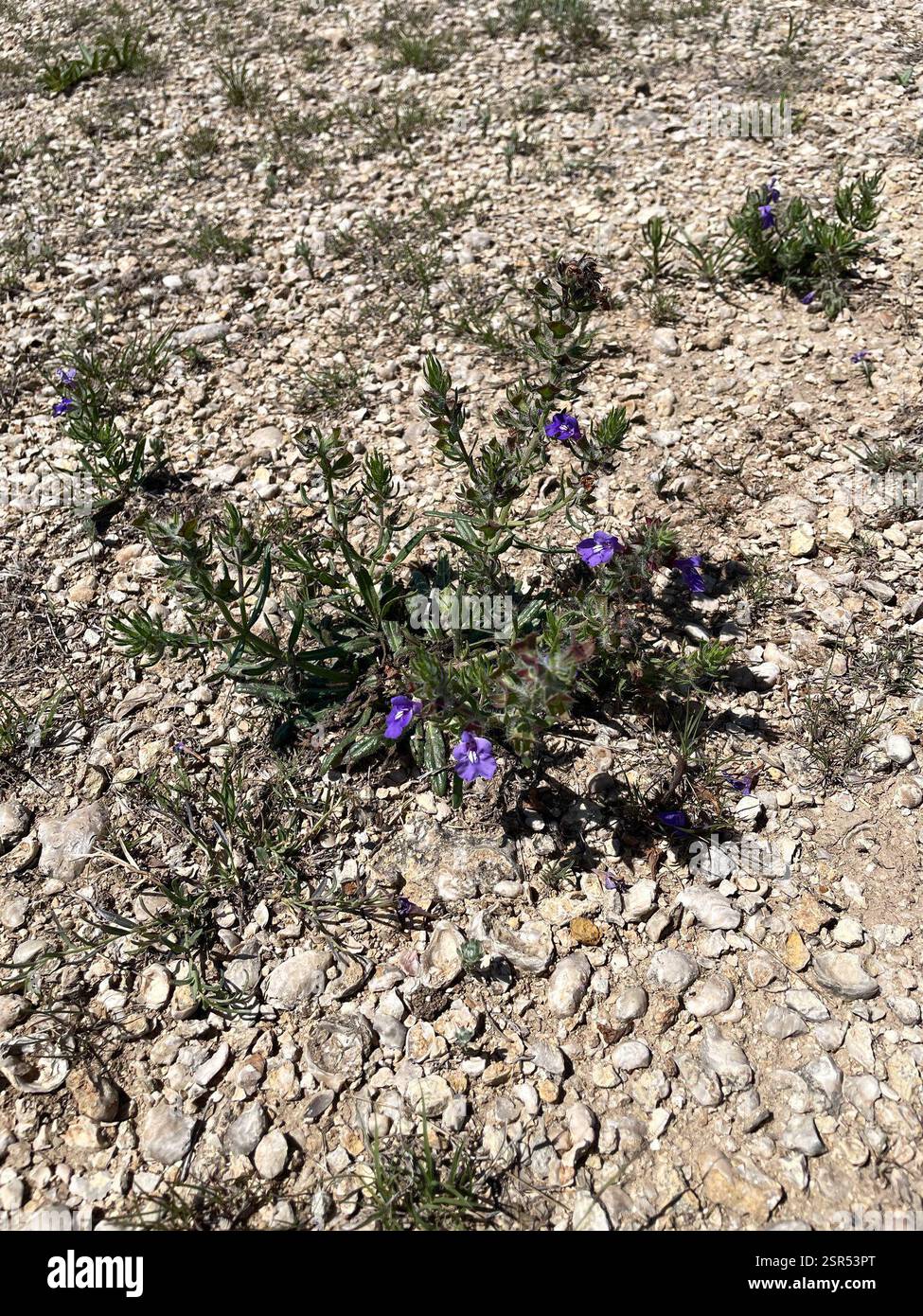 Texas Sage (Salvia texana), Plantae, Pearl Cemetery, Gatesville, TX, US ...