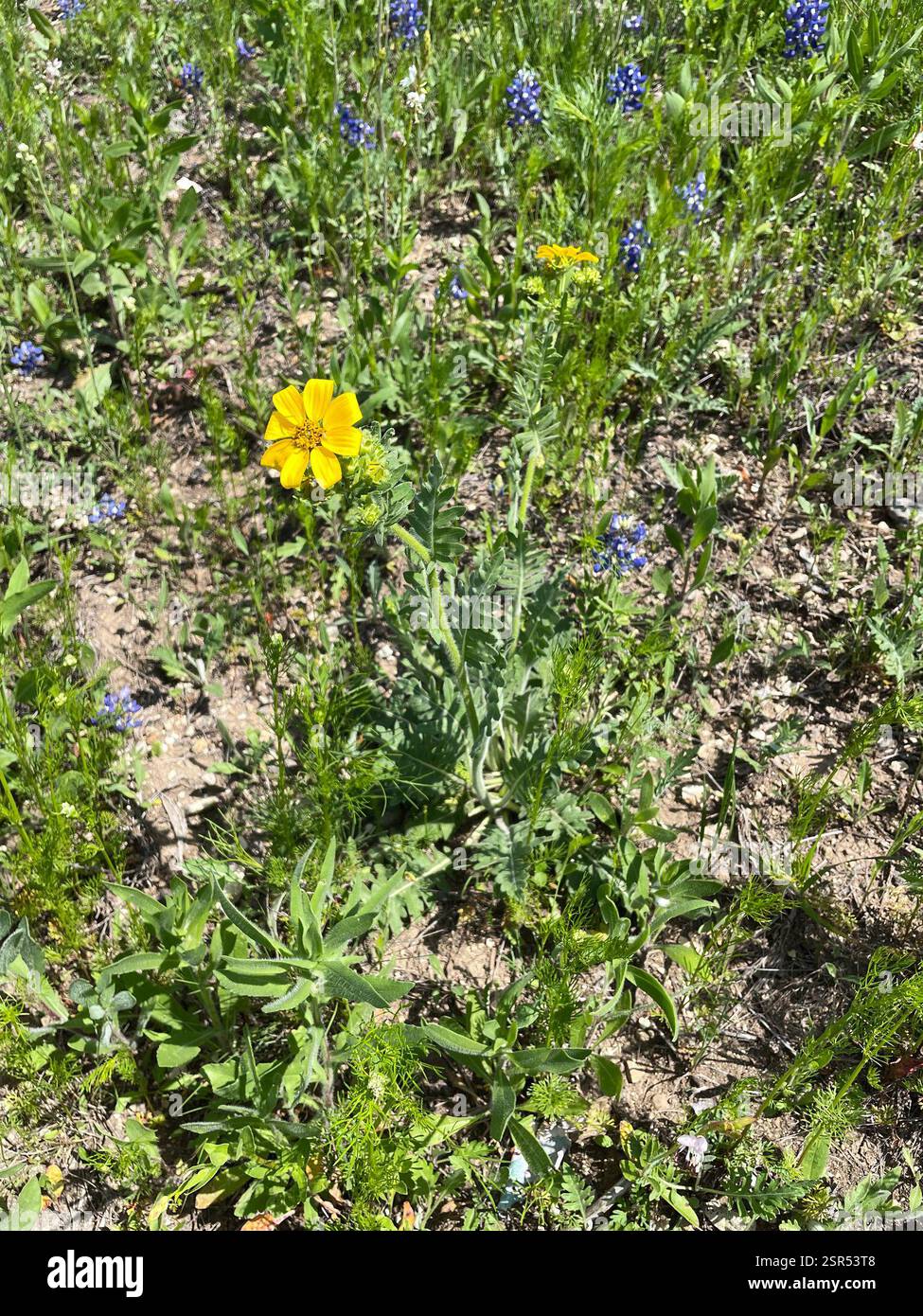 Engelmann daisy (Engelmannia peristenia), Plantae, State Hwy, Temple ...