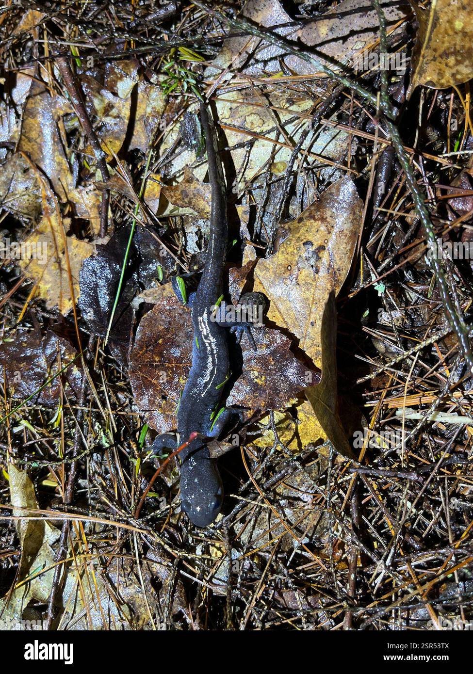 Jefferson Salamander (Ambystoma jeffersonianum), Amphibia, Vermont, US ...