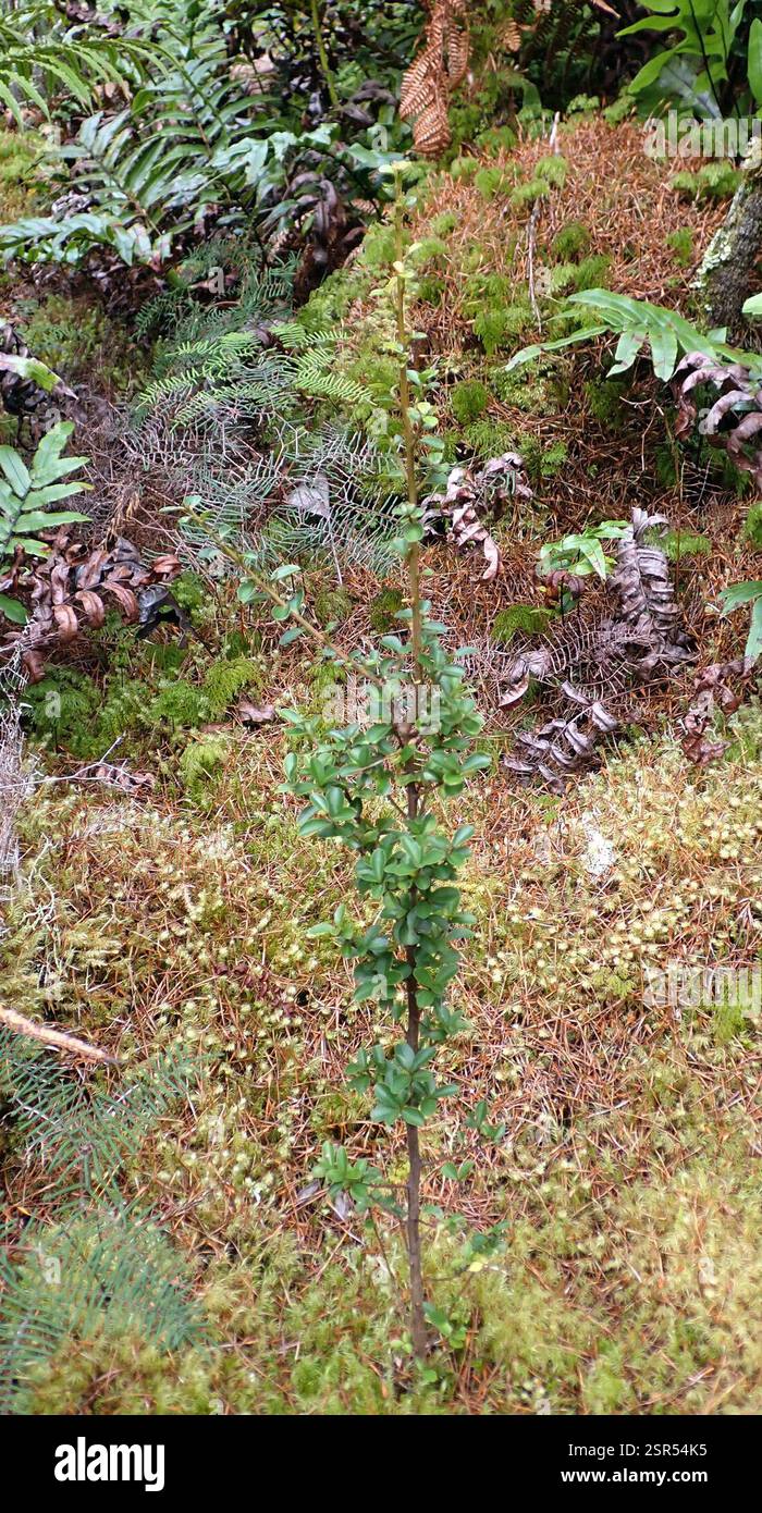 Swamp Mapou (Myrsine coxii), Plantae, Waitangi, NZ-CI, NZ, Common in ...